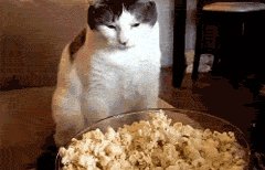 Download Animal Cat Gif