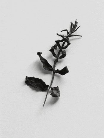 Dried Plant Gifs