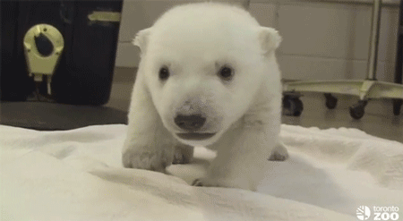 Polar Bear Gif