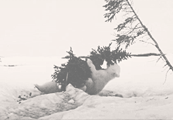 Download Animal Polar Bear Gif