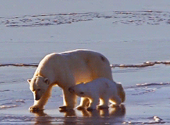 Download Animal Polar Bear Gif
