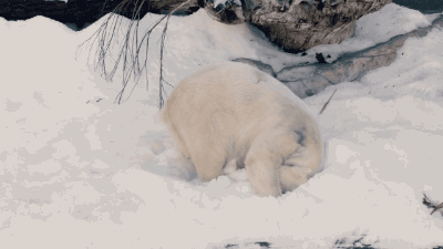 Download Animal Polar Bear Gif - Gif Abyss