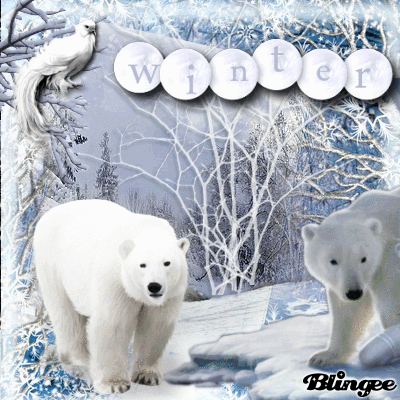 Download Animal Polar Bear Gif - Gif Abyss