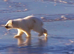 Polar Bear Gif - Gif Abyss