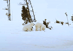 Download Animal Polar Bear Gif