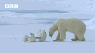 Download Animal Polar Bear Gif - Gif Abyss