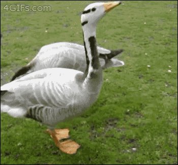 Dancing Geese GIF