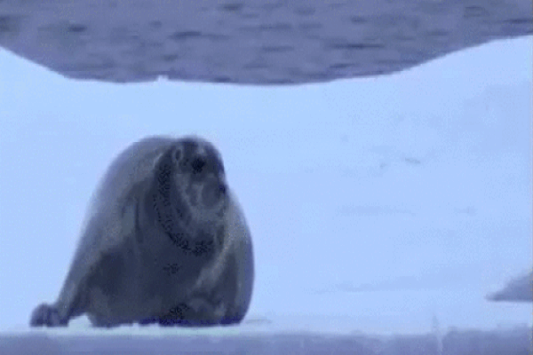 Download Animal Polar Bear Gif