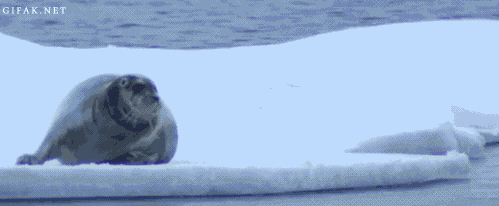 Soon Gif Polar Bear