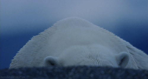 Download Animal Polar Bear Gif