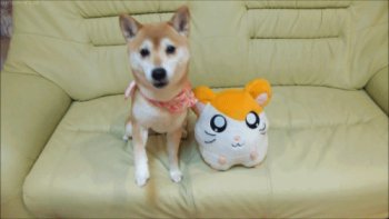 [10+] Shiba Inu Gifs