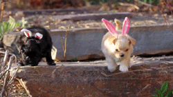 Download Holiday Easter Gif