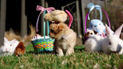 Easter Gif - Gif Abyss