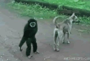 Monkey GIF: Sidewalk Strut and Mischief