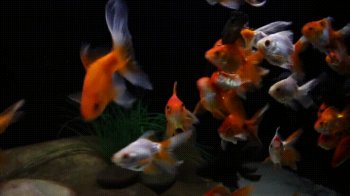 Download Animal Goldfish Gif - Gif Abyss