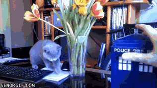 Cat Gif - Gif Abyss