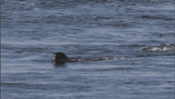 Whale Gifs