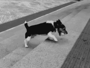 Jack Russell Terrier Gifs