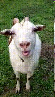 Goat Gifs