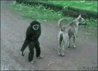 [40+] Monkey Gifs