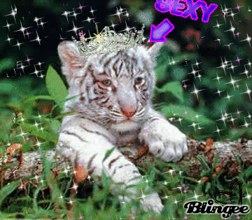 Tiger Gif - Gif Abyss