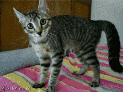 Cat Gif - Gif Abyss