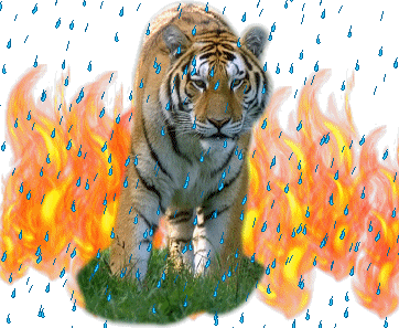 Tiger Gif - Gif Abyss