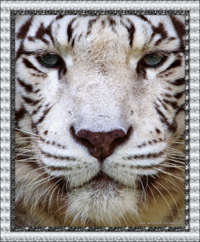 Download Glitter Animal Tiger Gif