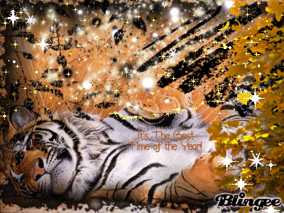 Tiger Gif - Gif Abyss