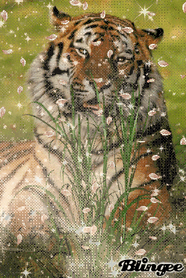 Tiger Gif - Gif Abyss