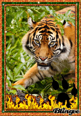 Tiger Gif - Gif Abyss