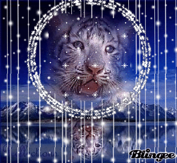 Tiger Gif - Gif Abyss