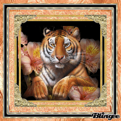 Tiger Gif - Gif Abyss