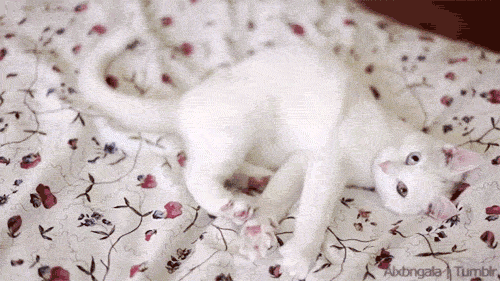 Análaithe Cat Gif Cat Buttholes GIFs | Tenor
