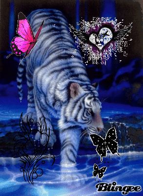 Tiger Gif - Gif Abyss