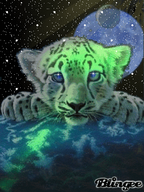 Snow Leopard Gif - Gif Abyss