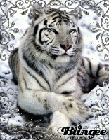 Tiger Gif - Gif Abyss