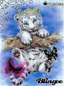 Tiger Gif - Gif Abyss