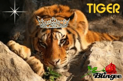 Tiger Gif - Gif Abyss