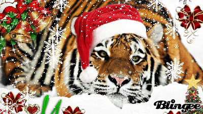 Tiger Gif - Gif Abyss