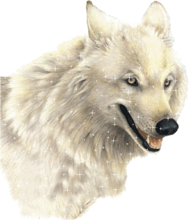 Wolf Gif - Gif Abyss