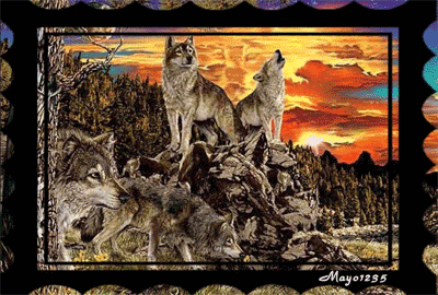 Download Animal Wolf Gif - Gif Abyss