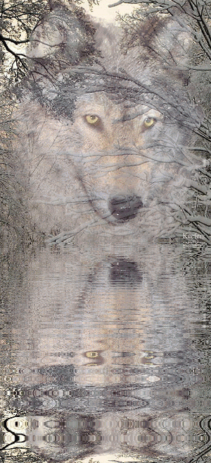 Download Animal Wolf Gif - Gif Abyss