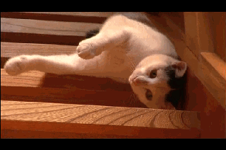 Lazy Cat Gif