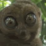 Loris - Desktop Wallpapers, Phone Wallpaper, PFP, Gifs, and More!