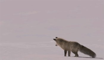 [40+] Fox Gifs