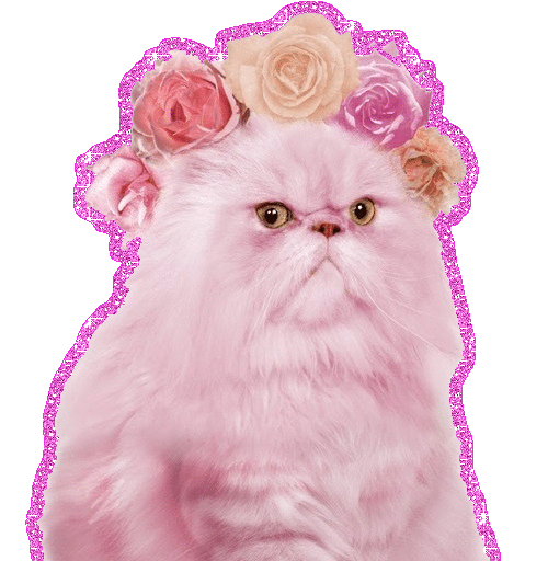 Download Glitter Animal Cat Gif - Gif Abyss