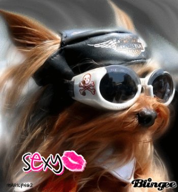 Yorkshire Terrier Gifs