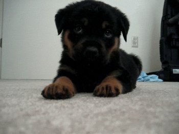 Cute Gifs: Free Download [350+]