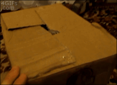 Download Animal Cat Box Unpacking Curiosity Gif - Gif Abyss